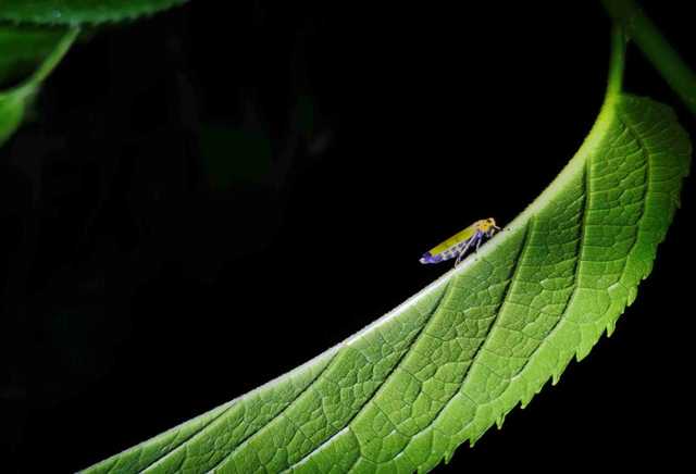 INSECTBASE