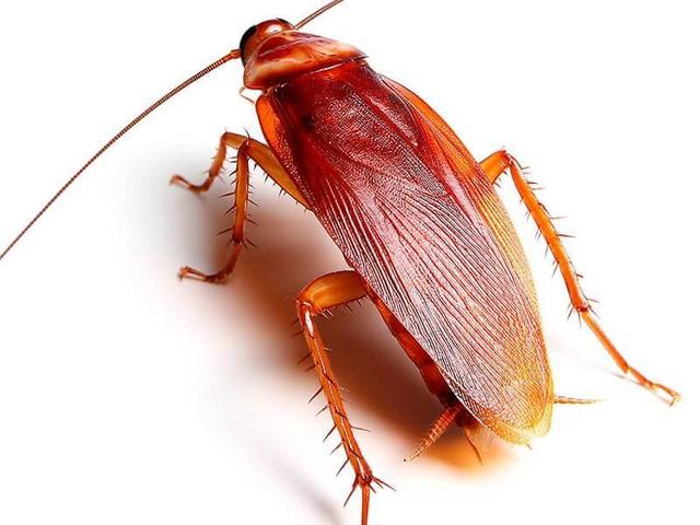 INSECTBASE - Classification
