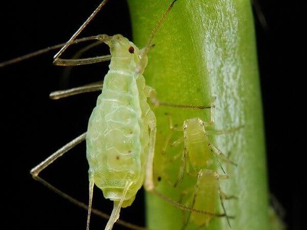 INSECTBASE - Classification