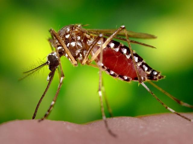 INSECTBASE - Classification